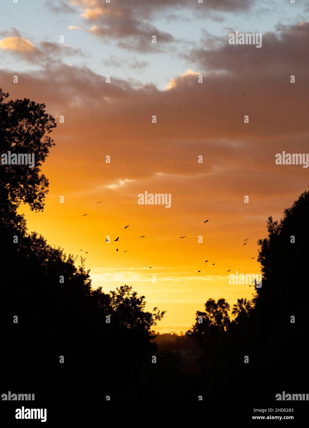 Dramatic sunset in Los Angeles with a flock of ravens flying Stock ...