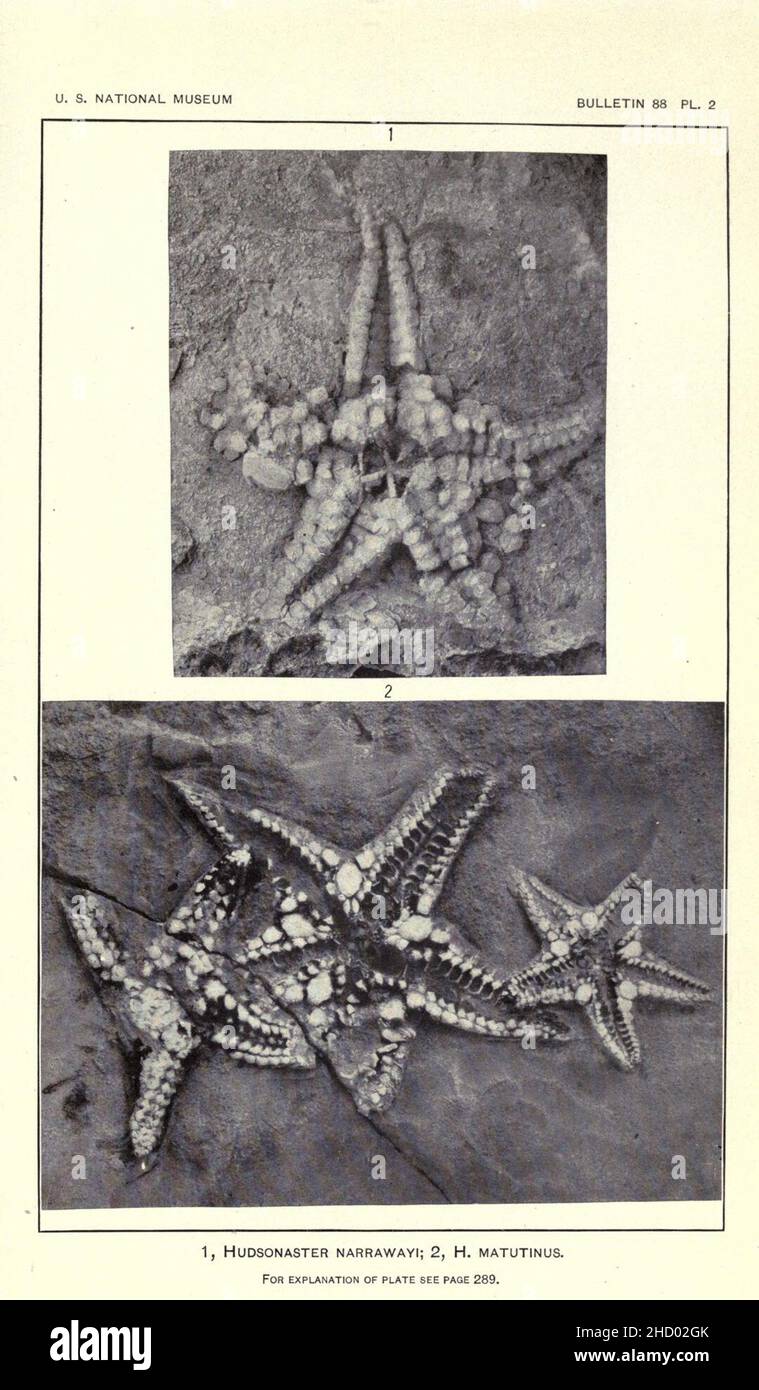 Revision of Paleozoic Stelleroidea Stock Photo - Alamy