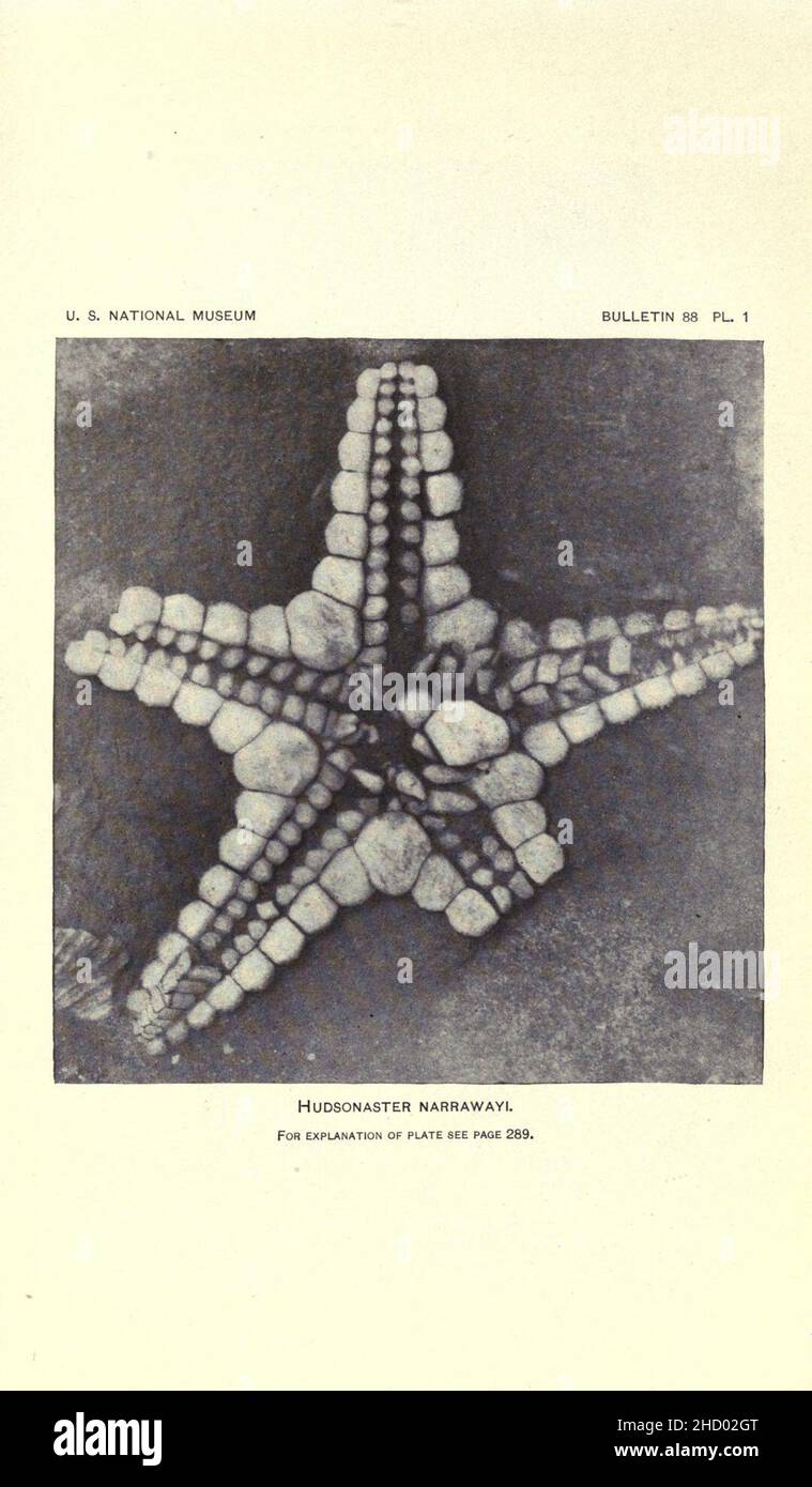 Revision of Paleozoic Stelleroidea Stock Photo - Alamy