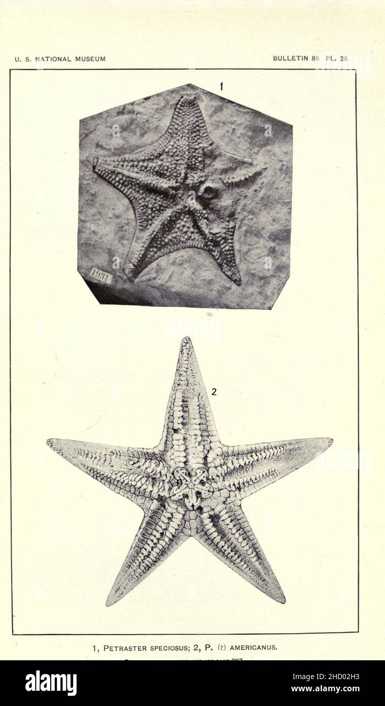 Revision of Paleozoic Stelleroidea Stock Photo - Alamy