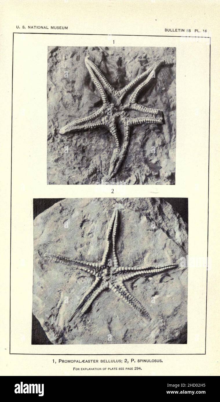 Revision of Paleozoic Stelleroidea Stock Photo - Alamy
