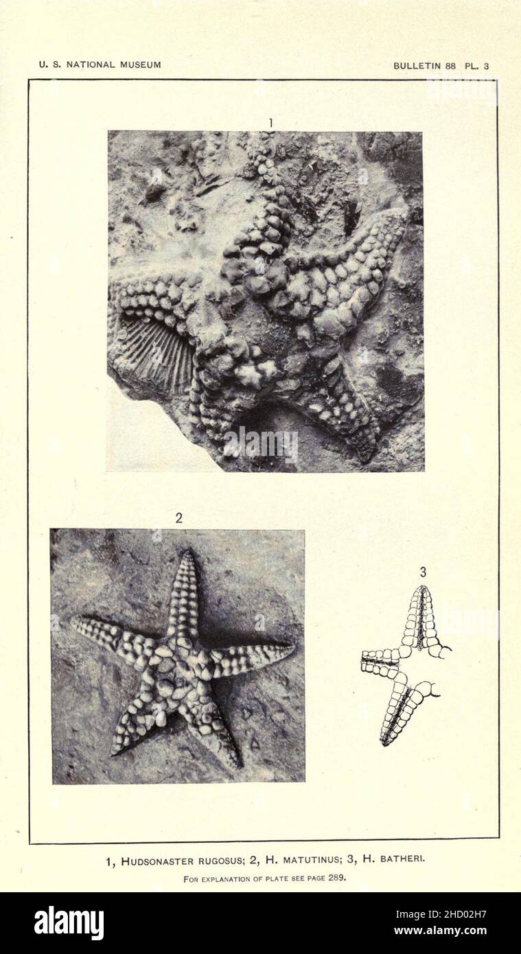 Revision of Paleozoic Stelleroidea Stock Photo - Alamy