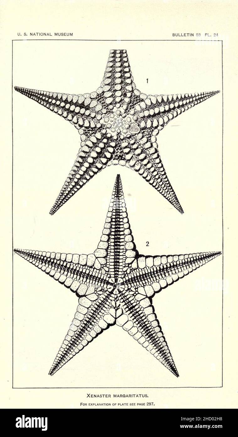 Revision of Paleozoic Stelleroidea Stock Photo - Alamy