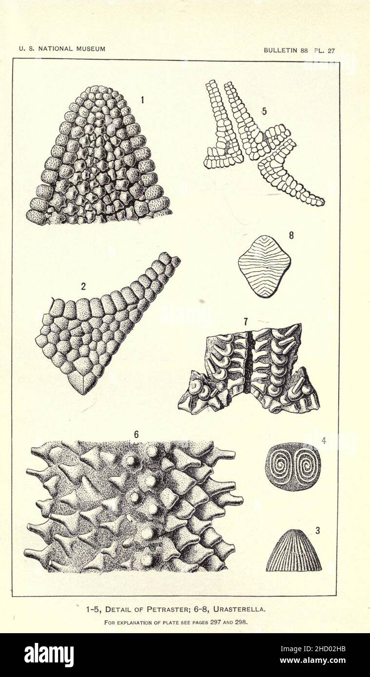 Revision of Paleozoic Stelleroidea Stock Photo - Alamy