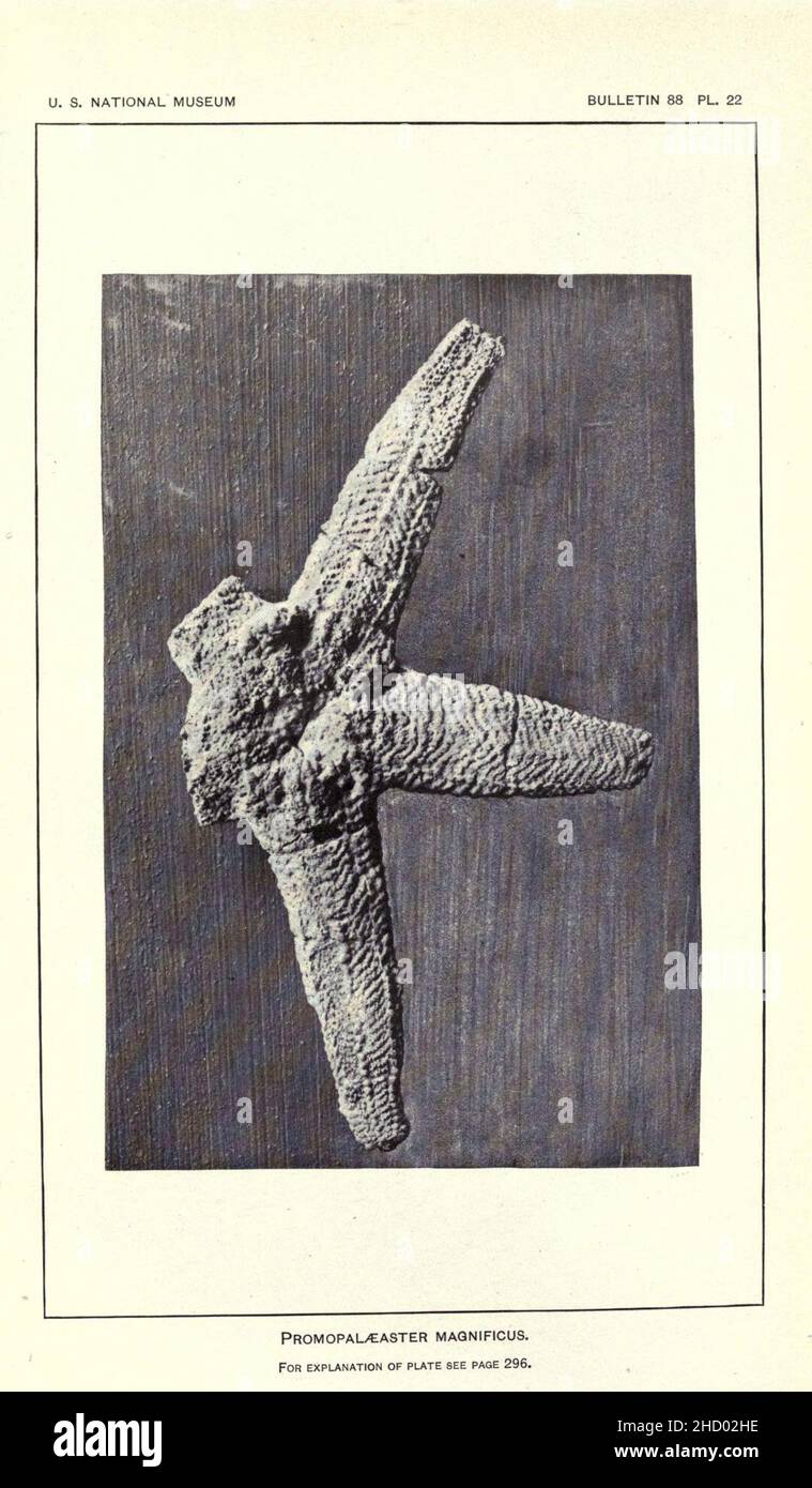 Revision of Paleozoic Stelleroidea Stock Photo - Alamy