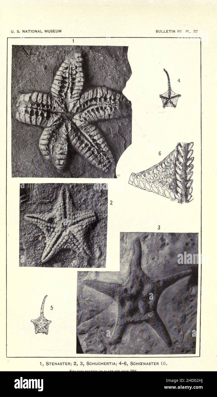 Revision of Paleozoic Stelleroidea Stock Photo - Alamy