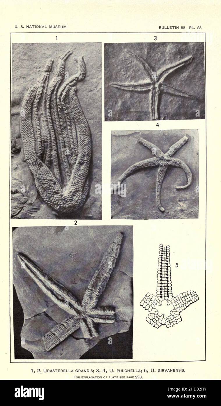 Revision of Paleozoic Stelleroidea Stock Photo - Alamy