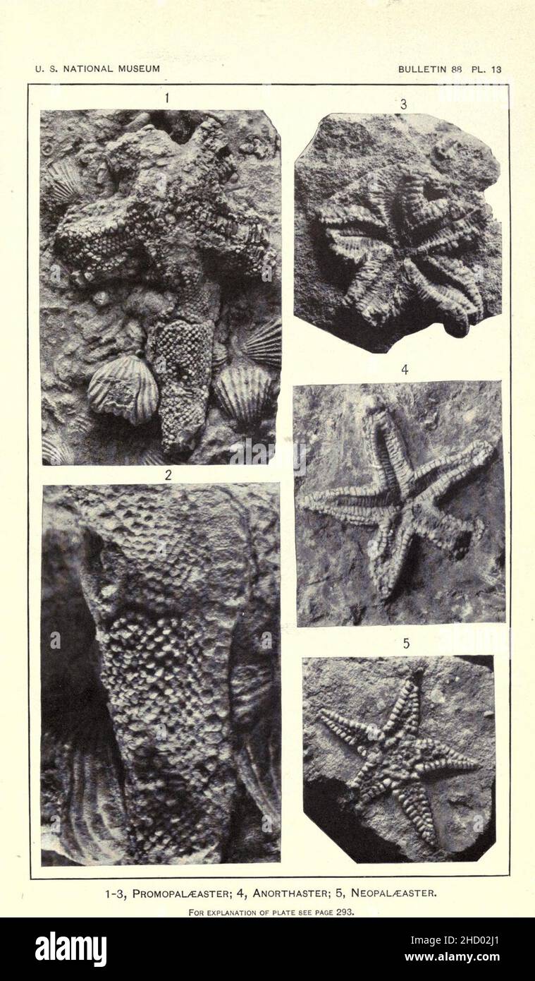 Revision of Paleozoic Stelleroidea Stock Photo - Alamy