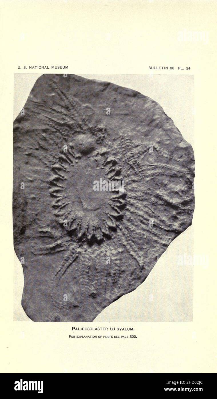 Revision of Paleozoic Stelleroidea Stock Photo - Alamy