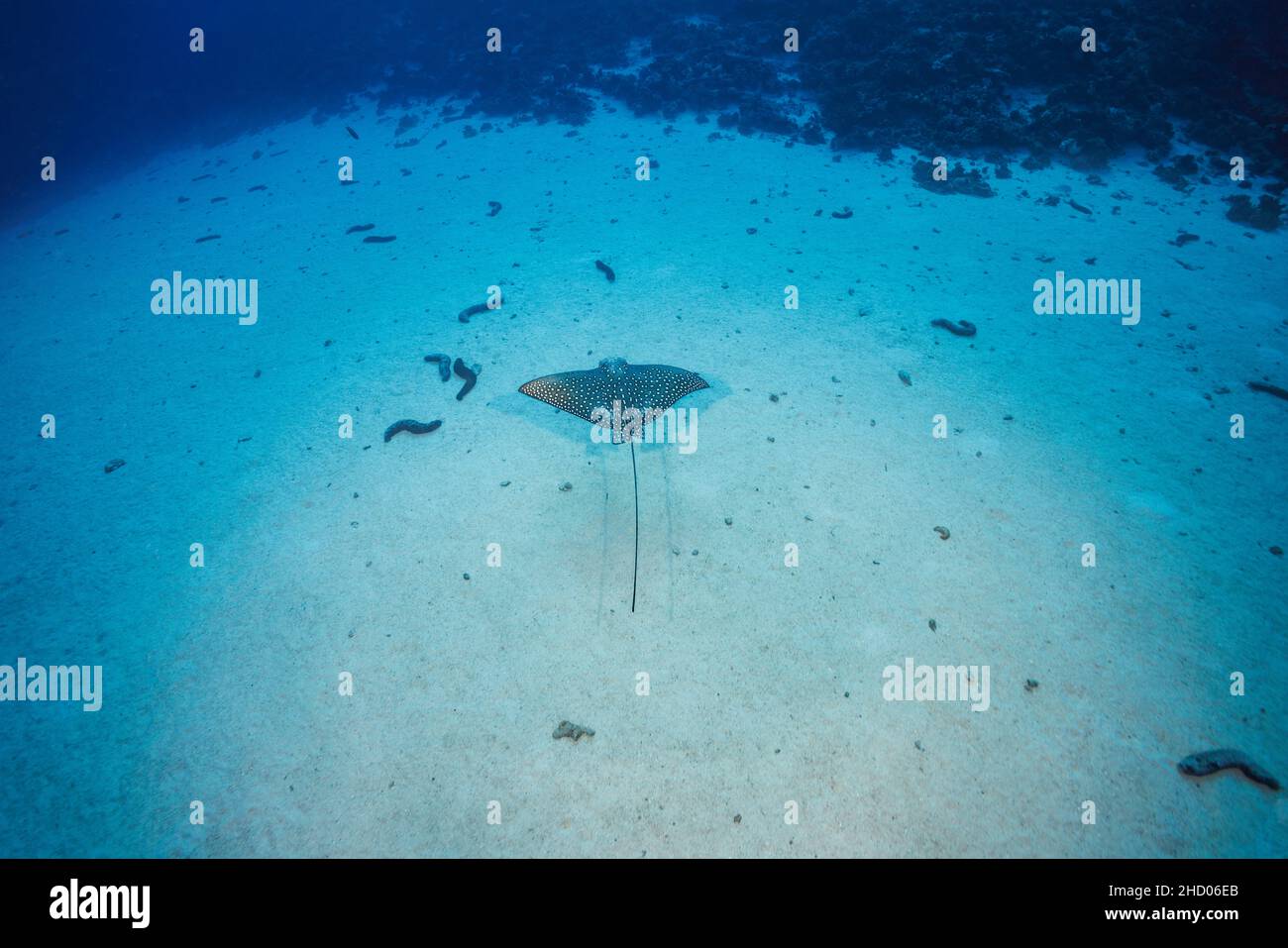 Spotted eagle rays, Aetobatis narinari, reach over six feet in wingspan ...