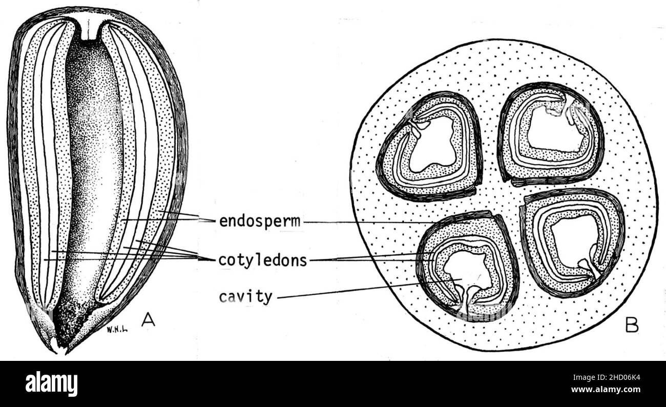 Rhamnus cathartica seeds and fruit rhca3 004 php Stock Photo - Alamy