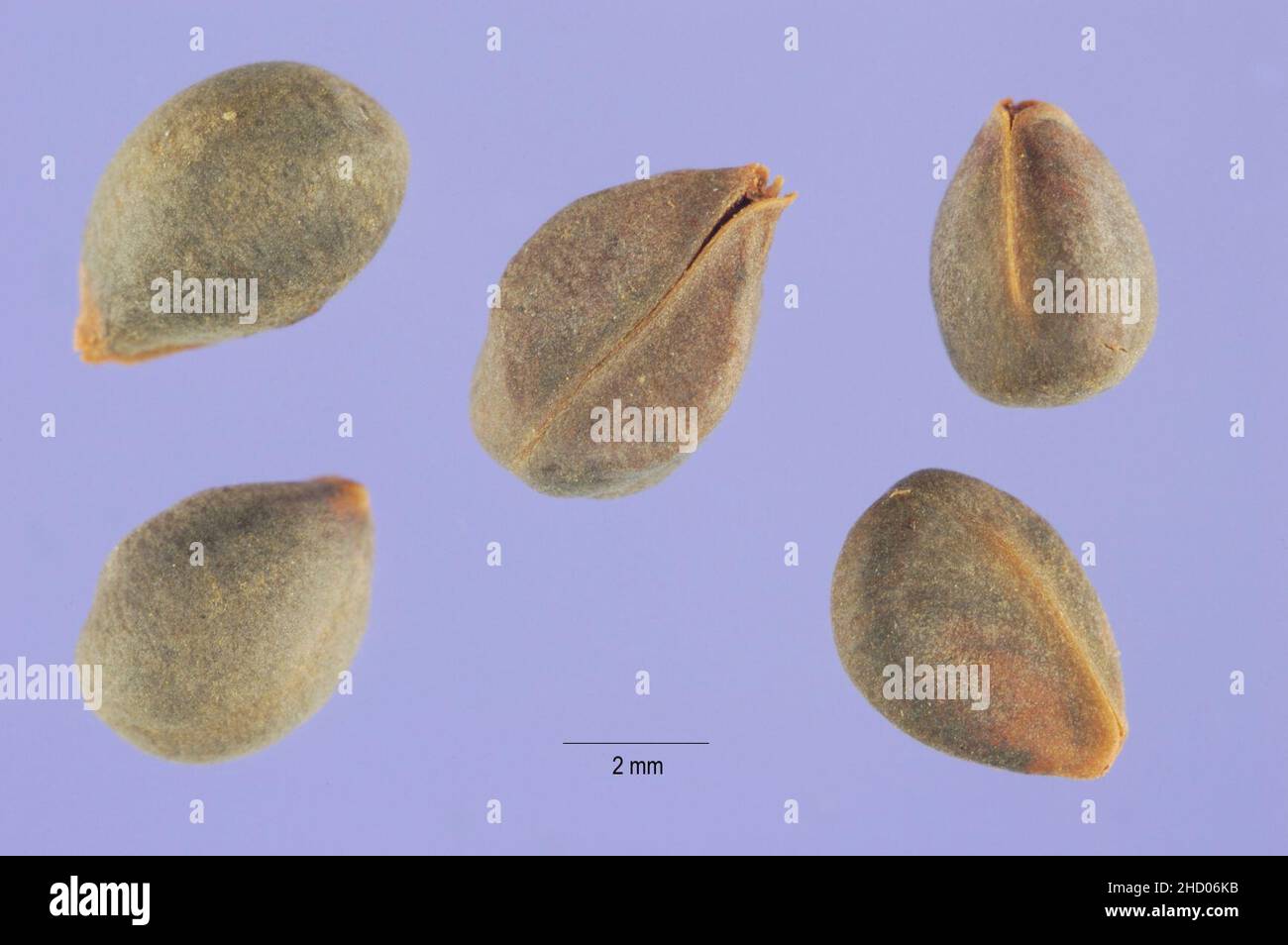 Rhamnus cathartica seeds rhca3 005 php Stock Photo - Alamy