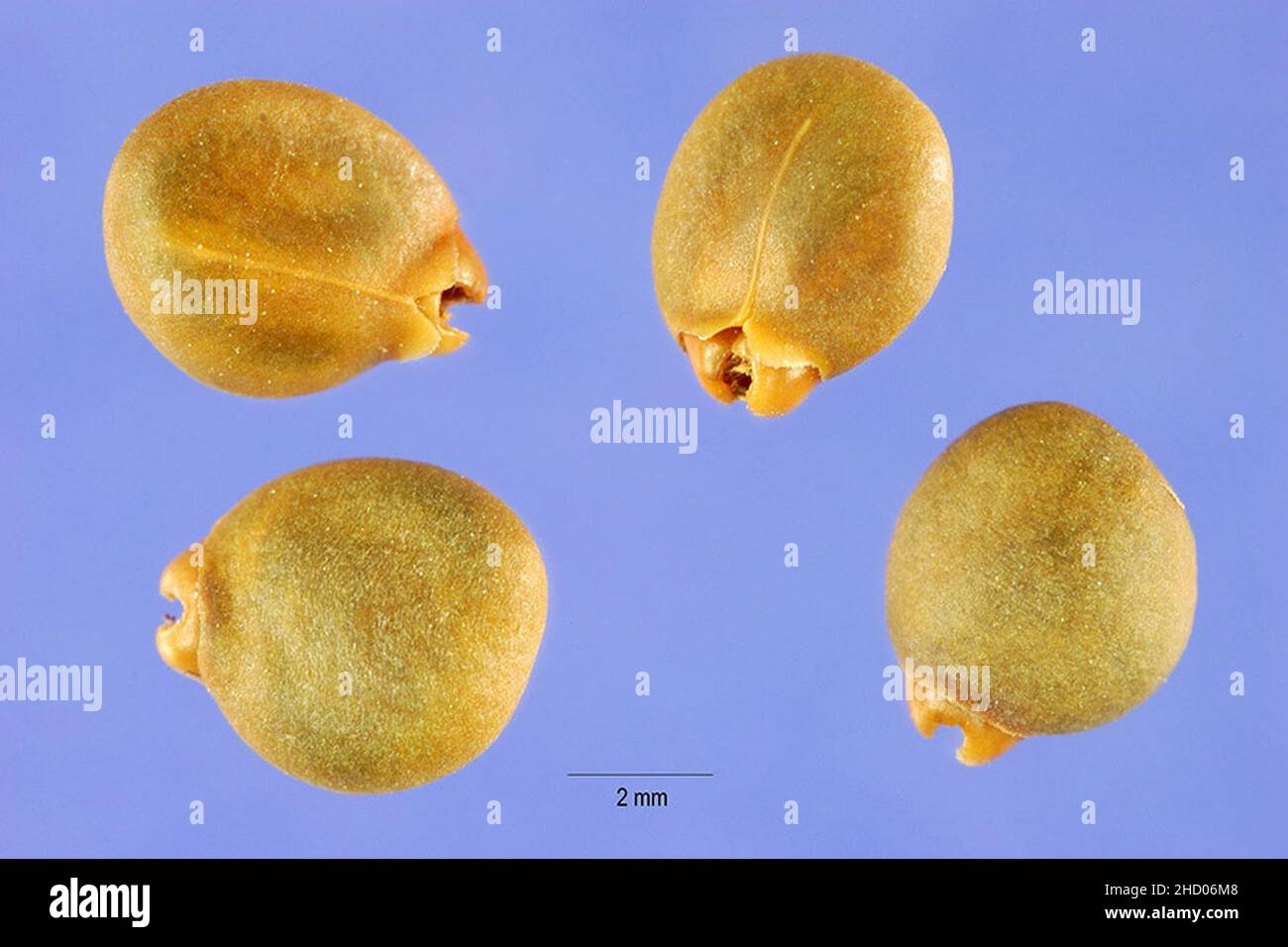 Rhamnus frangula seeds Stock Photo - Alamy