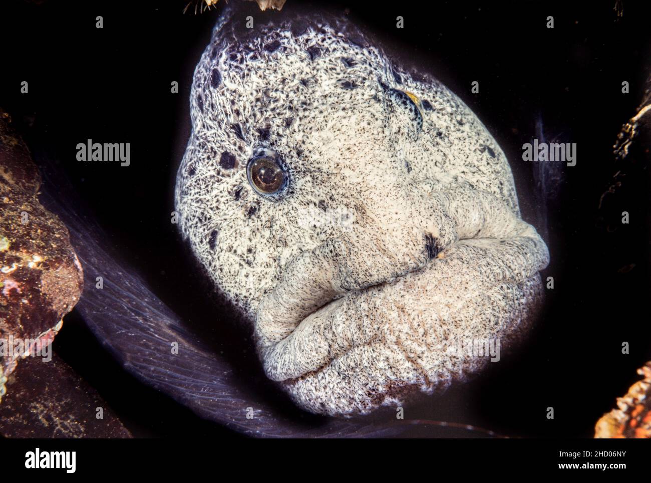 Wolf eel vancouver hi-res stock photography and images - Alamy