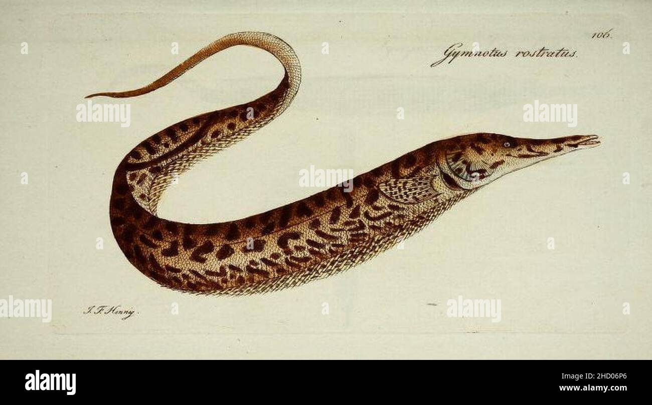 Rhamphichthys rostratus hi-res stock photography and images - Alamy