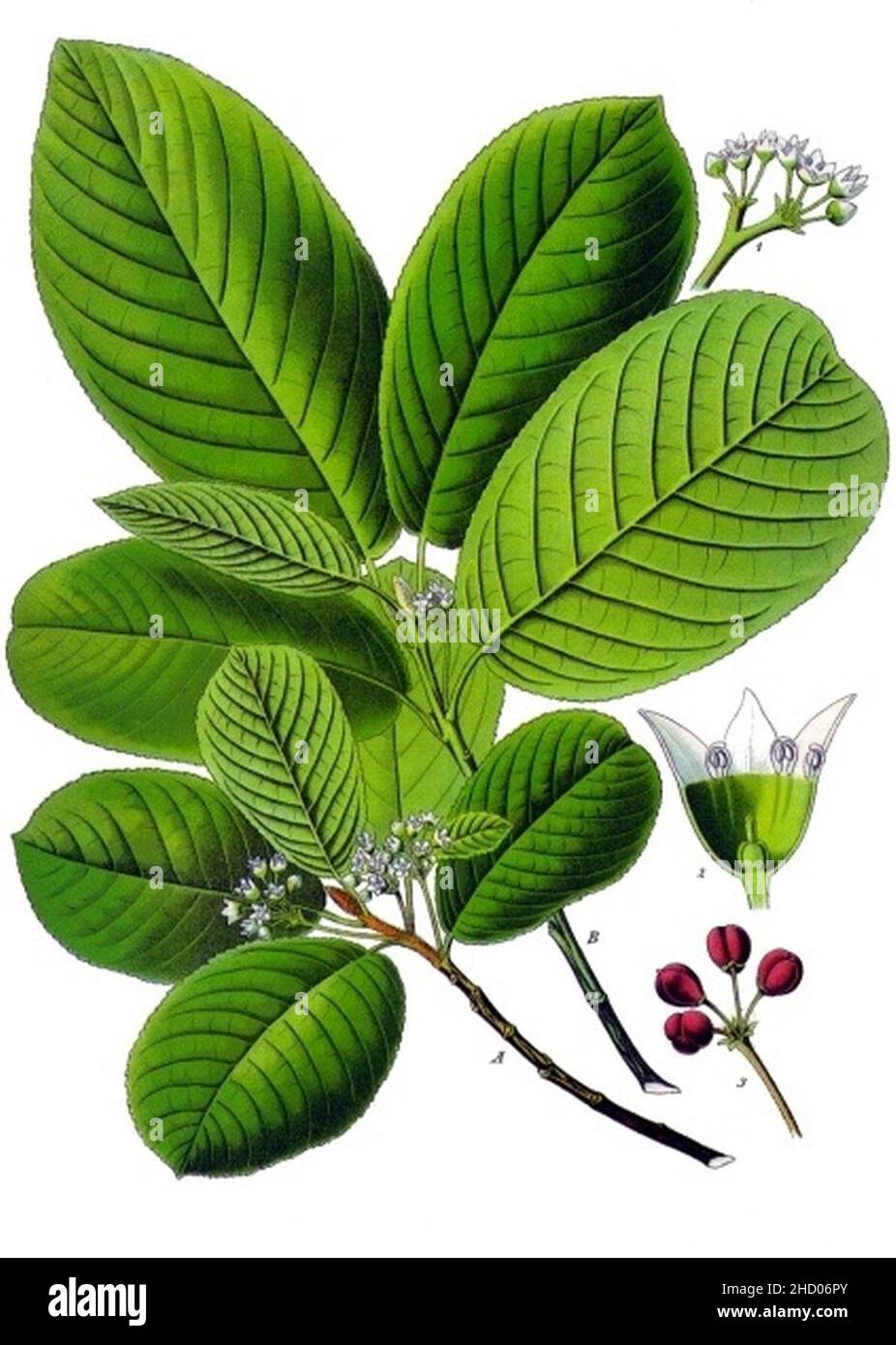 Rhamnus purshiana hi-res stock photography and images - Alamy