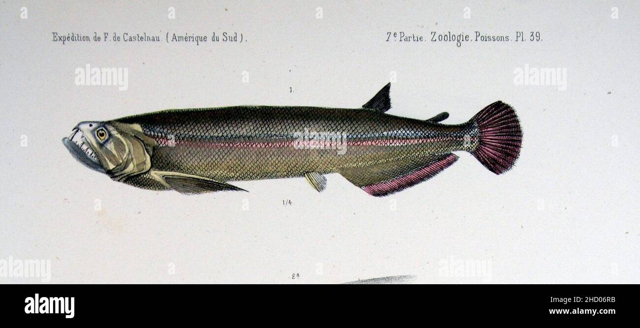 Rhaphiodon vulpinus hi-res stock photography and images - Alamy