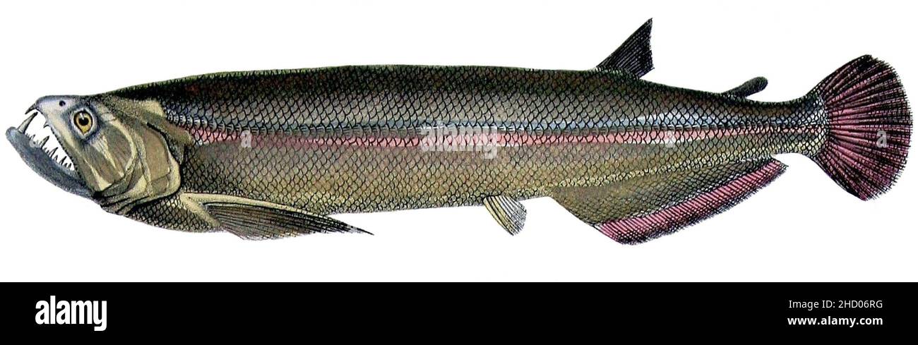 Rhaphiodon vulpinus hi-res stock photography and images - Alamy