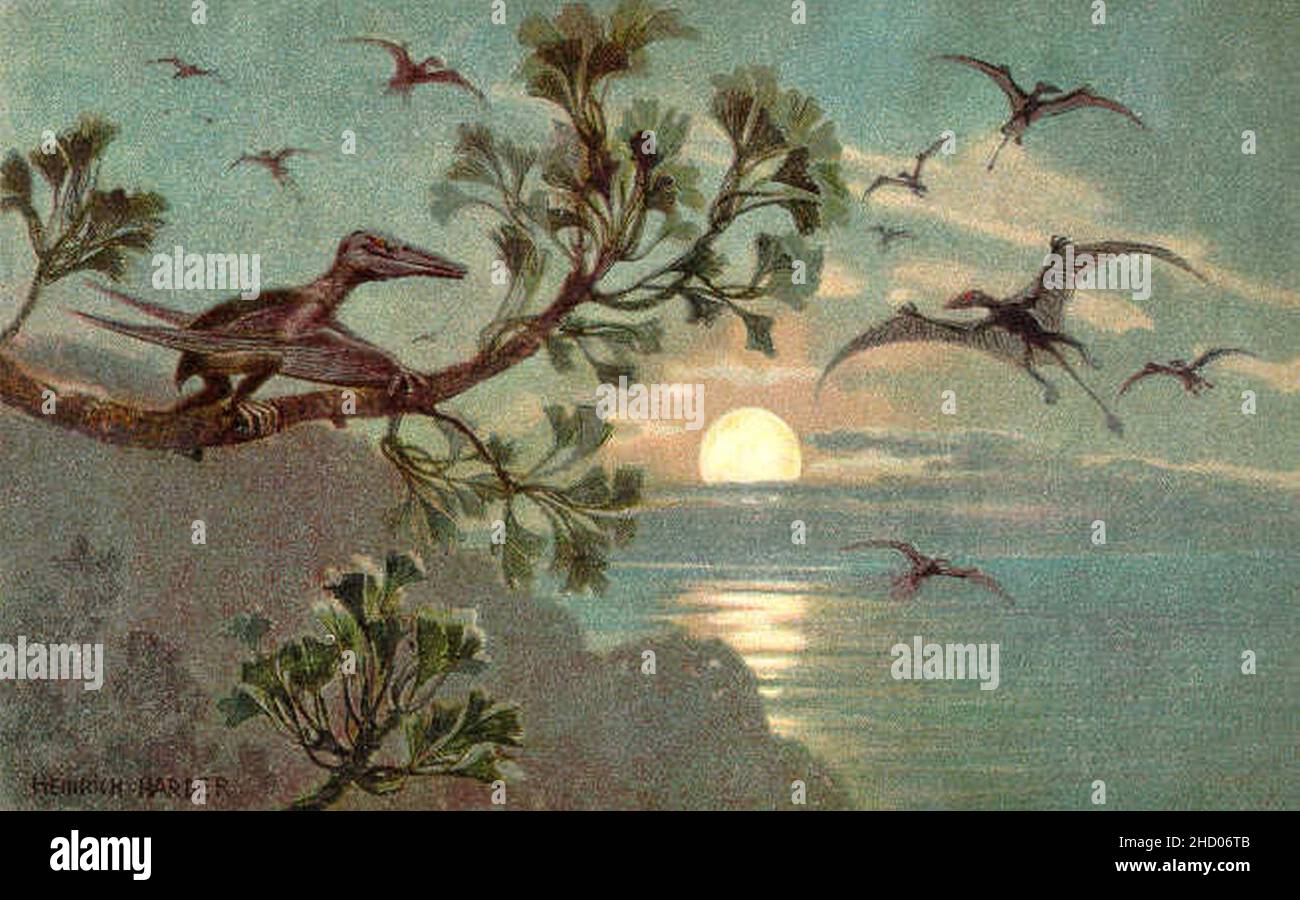 Rhamphorhynchus hi-res stock photography and images - Alamy