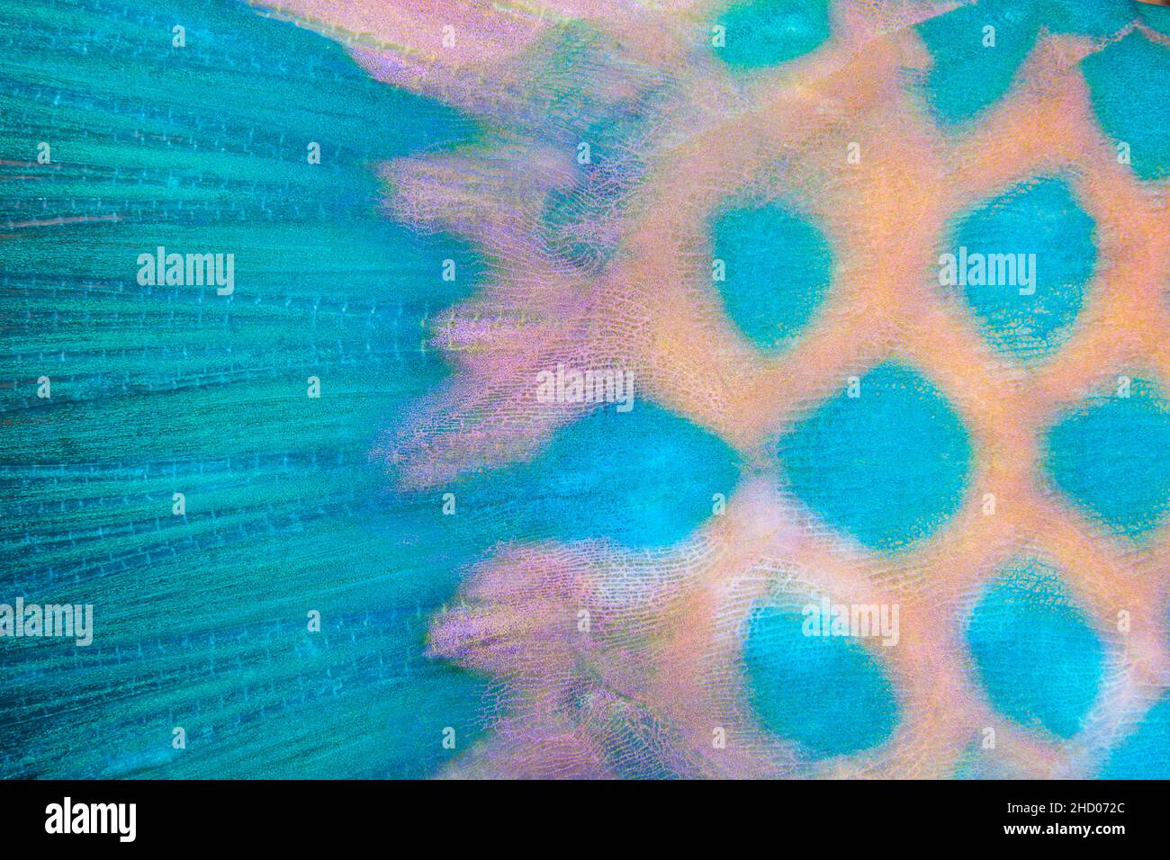 A close look at night of the scales on the tail end of a three color ...