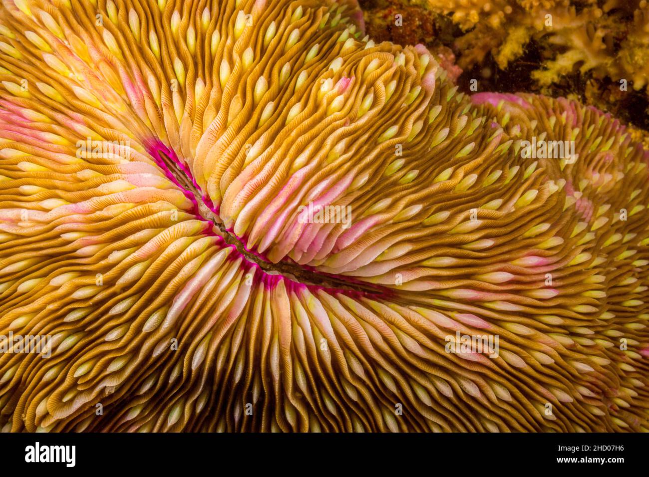 Mouth detail of a colorful and healthy mushroom coral, Fungia fungites ...