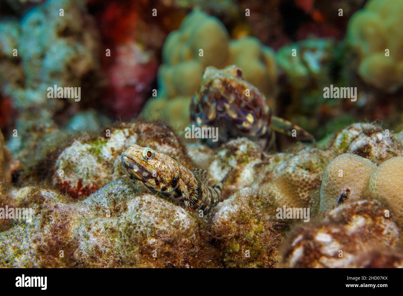 A pair of twospot lizardfish, Synodus binotatus. These are an ambush ...