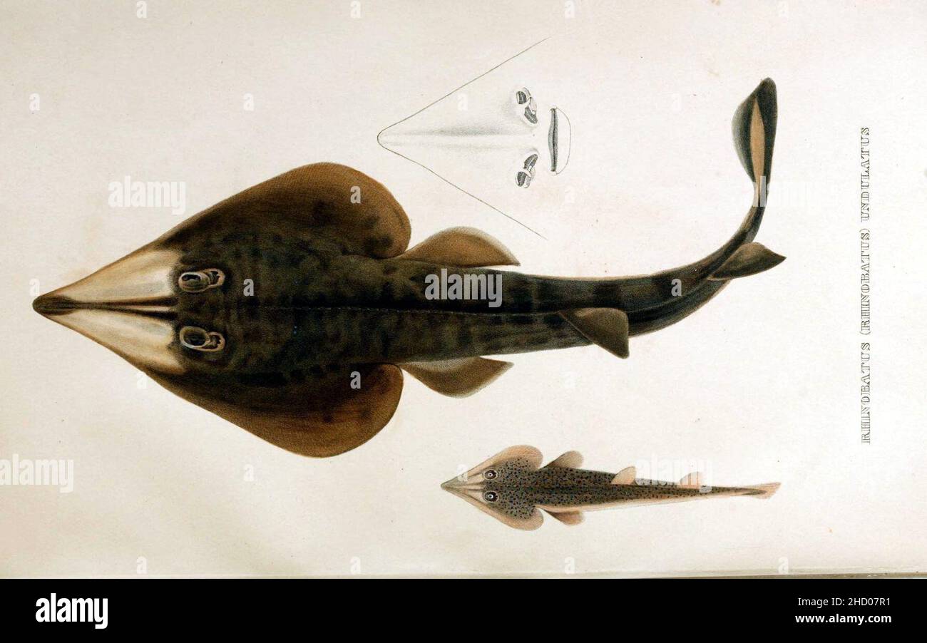 Rhinobatos hi-res stock photography and images - Alamy