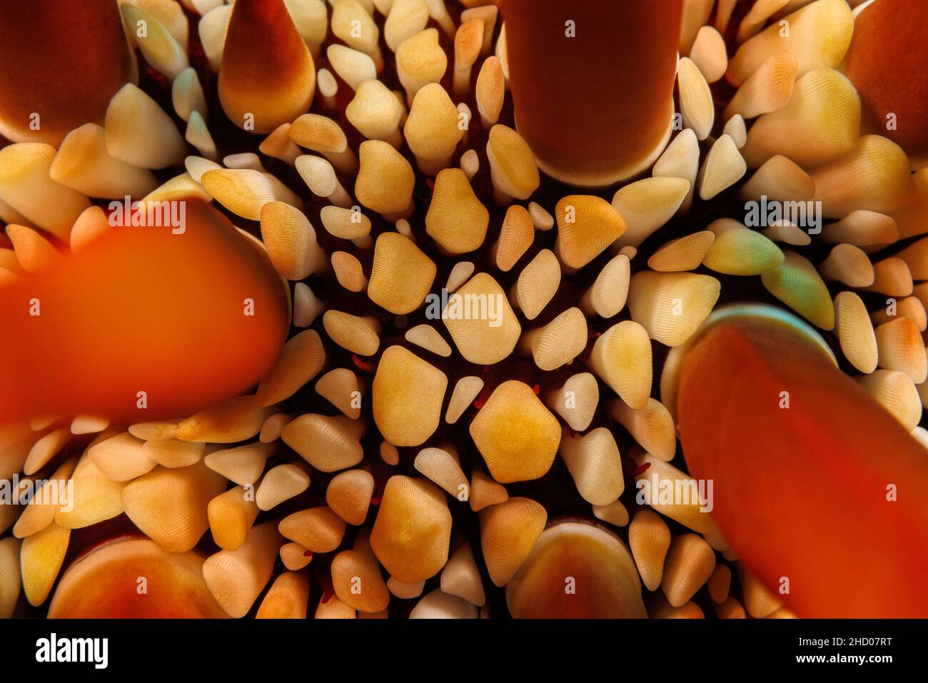 A close look between the spines of a slate pencil sea urchin ...