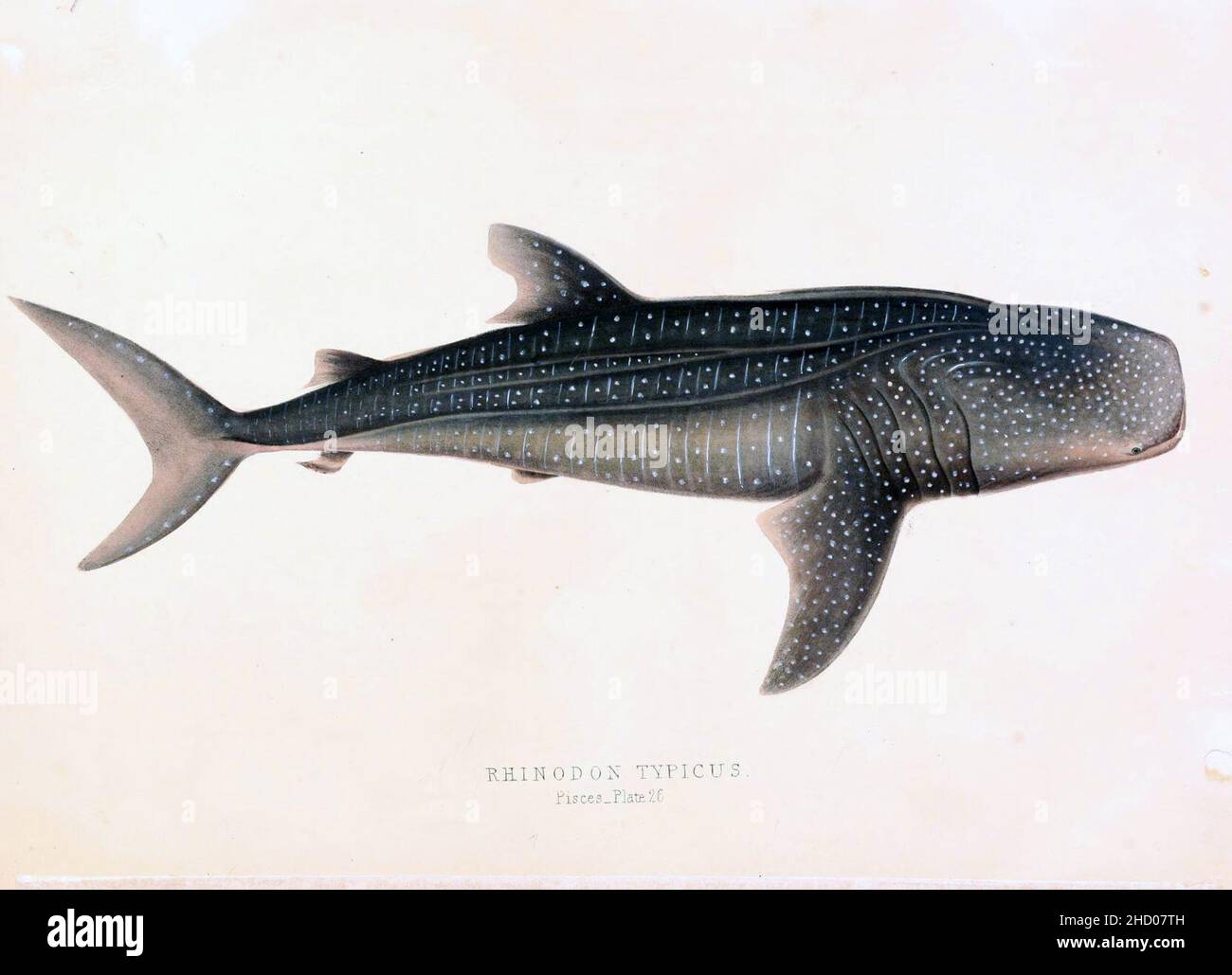 Rhinodon hi-res stock photography and images - Alamy