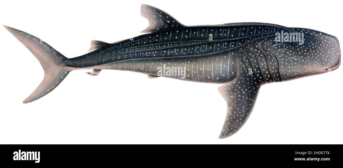 Rhinodon typicus (white background Stock Photo - Alamy