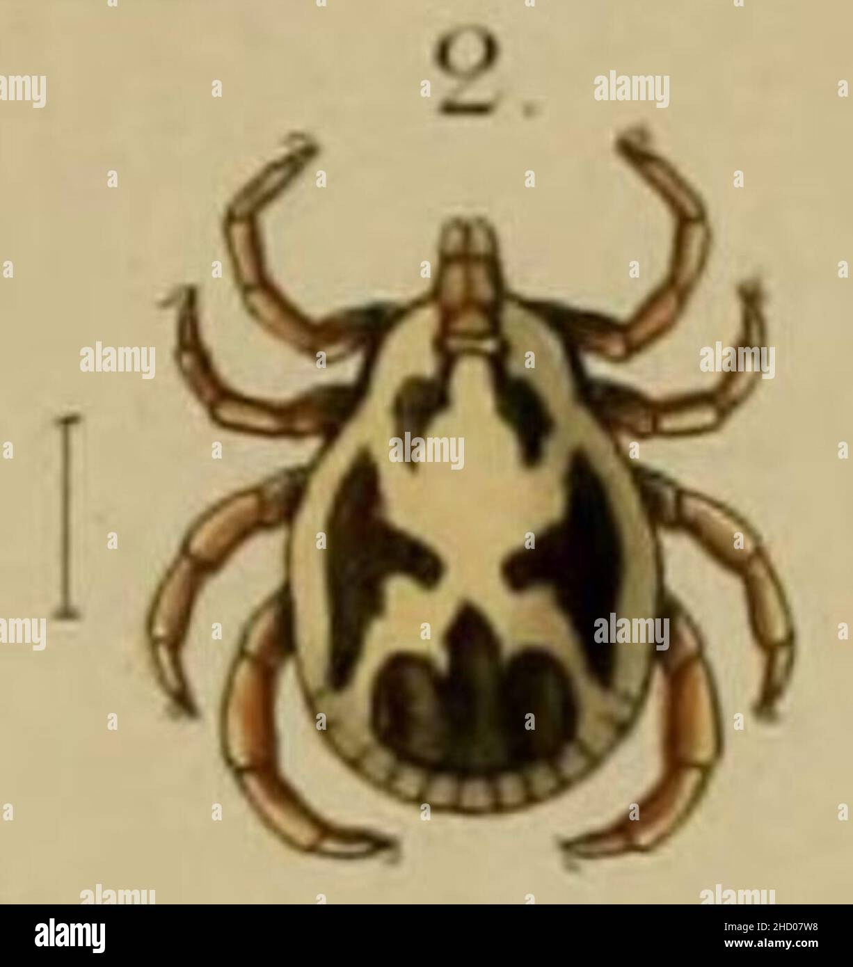 Rhipicephalus hi-res stock photography and images - Alamy