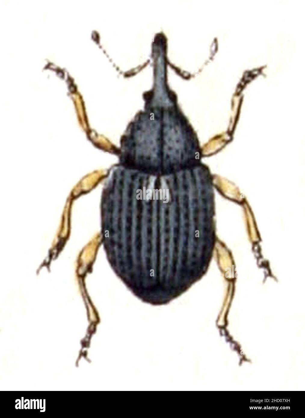 Rhinoncus pericarpius hi-res stock photography and images - Alamy