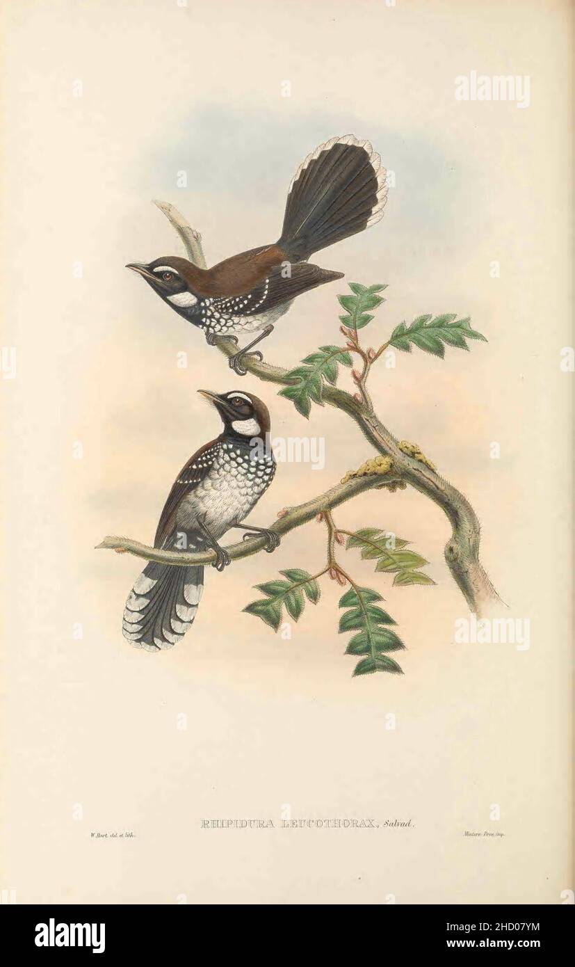 Rhipidura leucothorax - The Birds of New Guinea Stock Photo - Alamy