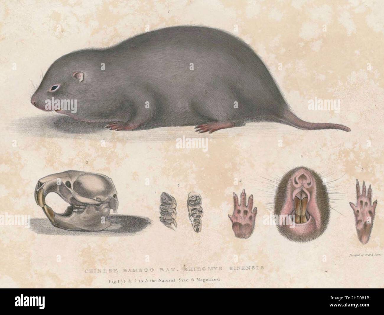 Rhizomys sinensis hi-res stock photography and images - Alamy