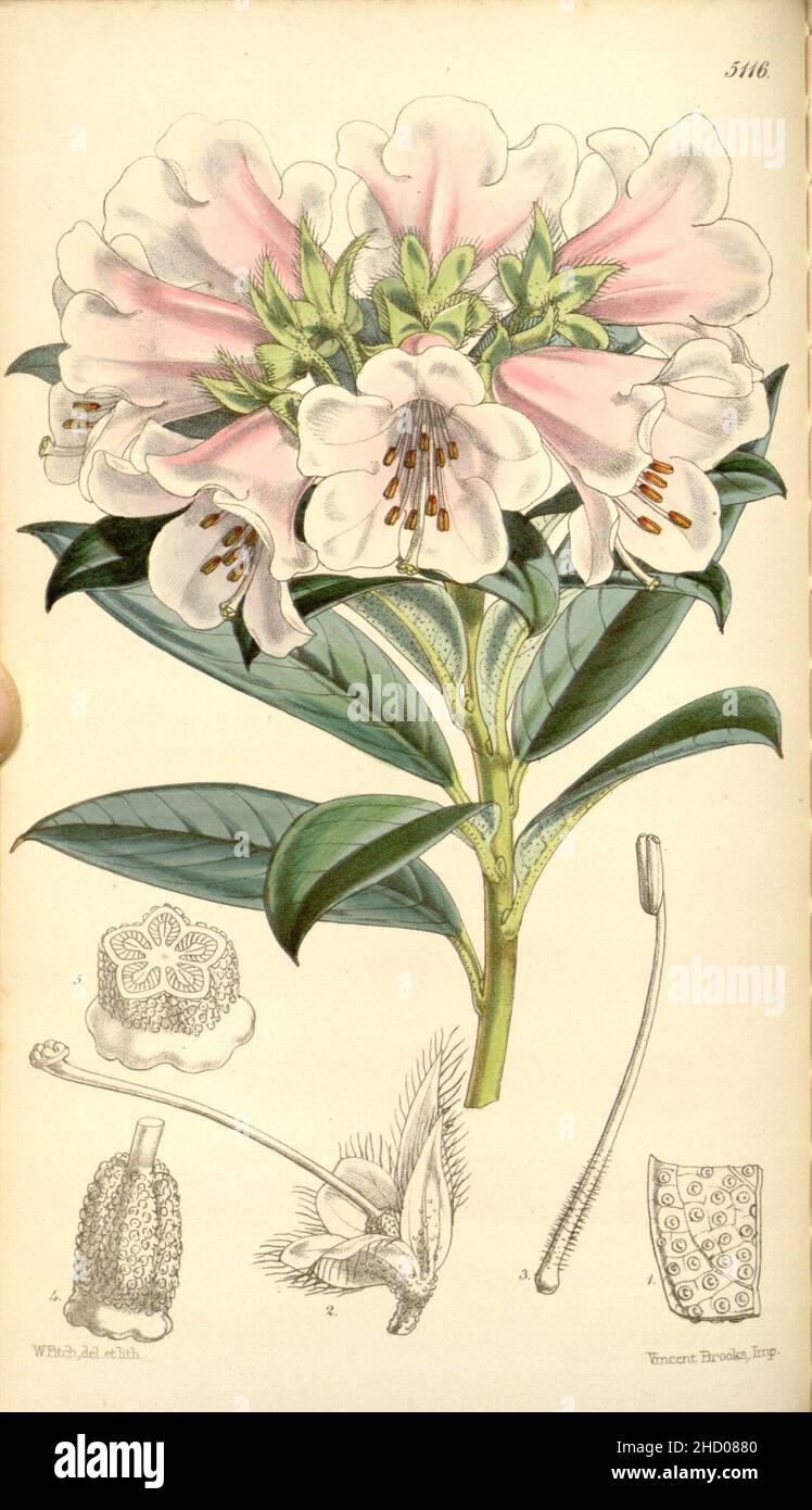 Rhododendron × wilsonii Stock Photo - Alamy