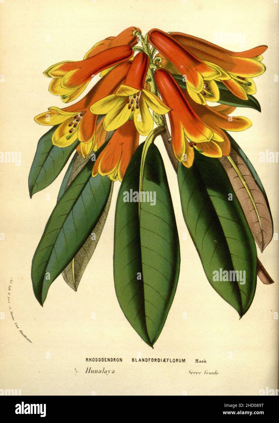 Rhododendron rhododendron cinnabarinum hi-res stock photography and ...