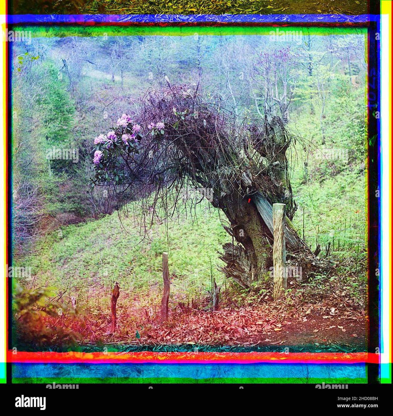 Rhododendron in an old tree hollow. In Makhindzhauri Stock Photo - Alamy