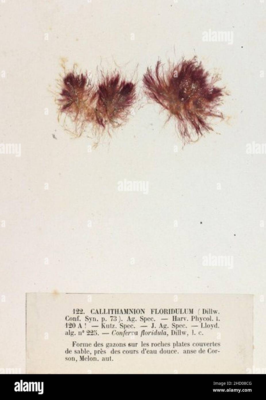 Rhodothamniella floridula hi-res stock photography and images - Alamy