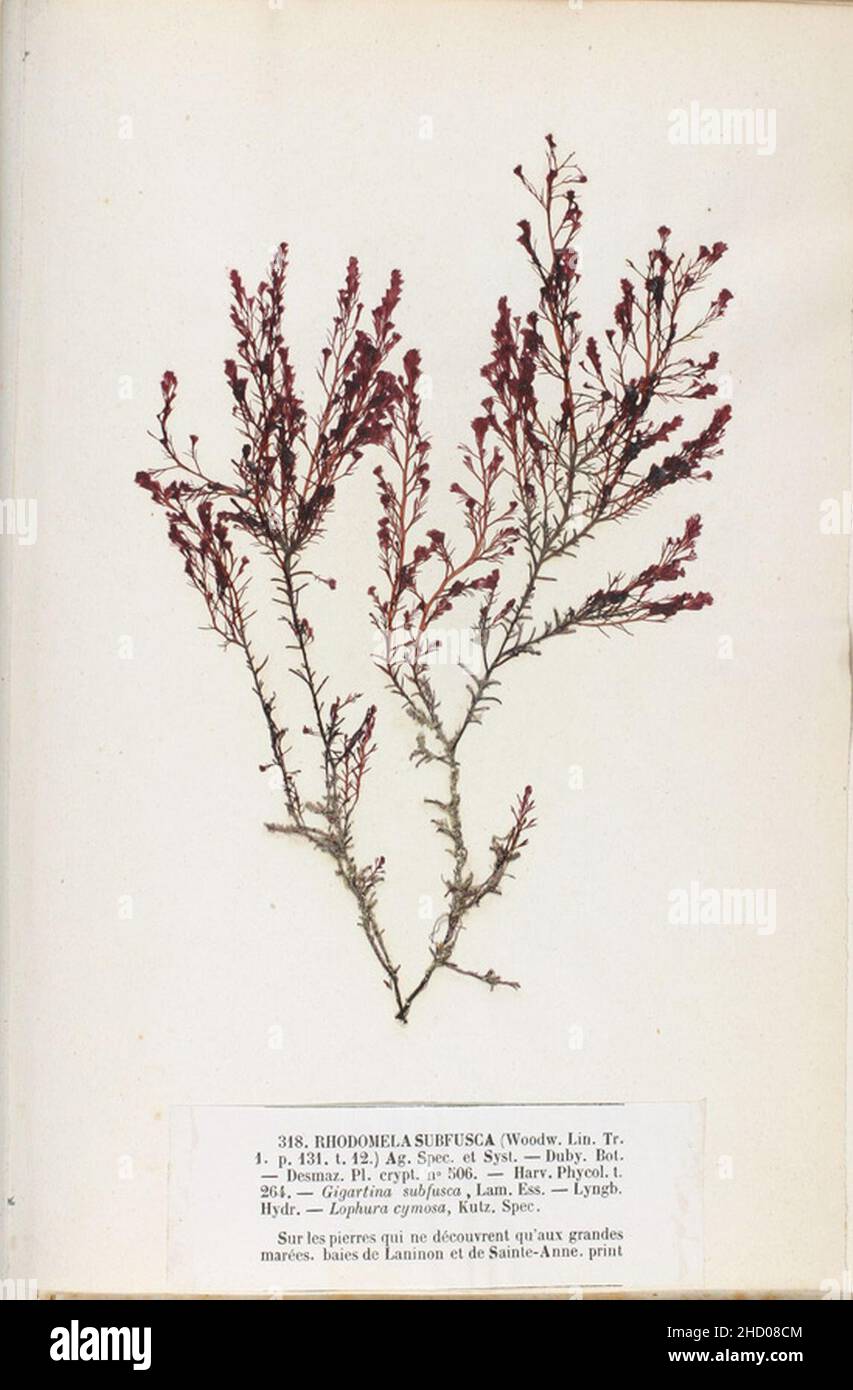 Confervoides hi-res stock photography and images - Alamy