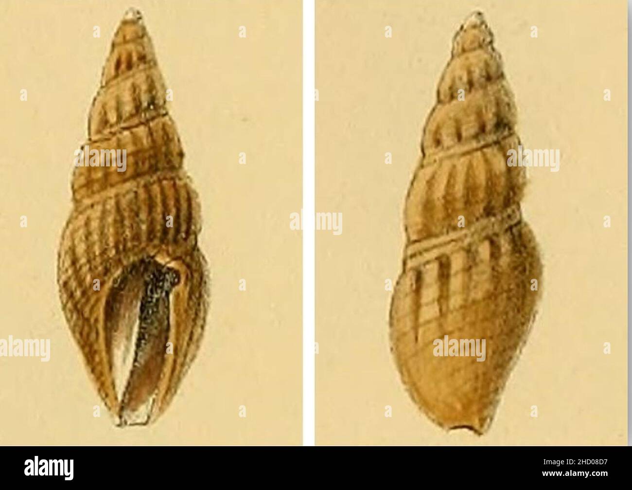 Rhodopetoma erosa 001 Stock Photo - Alamy