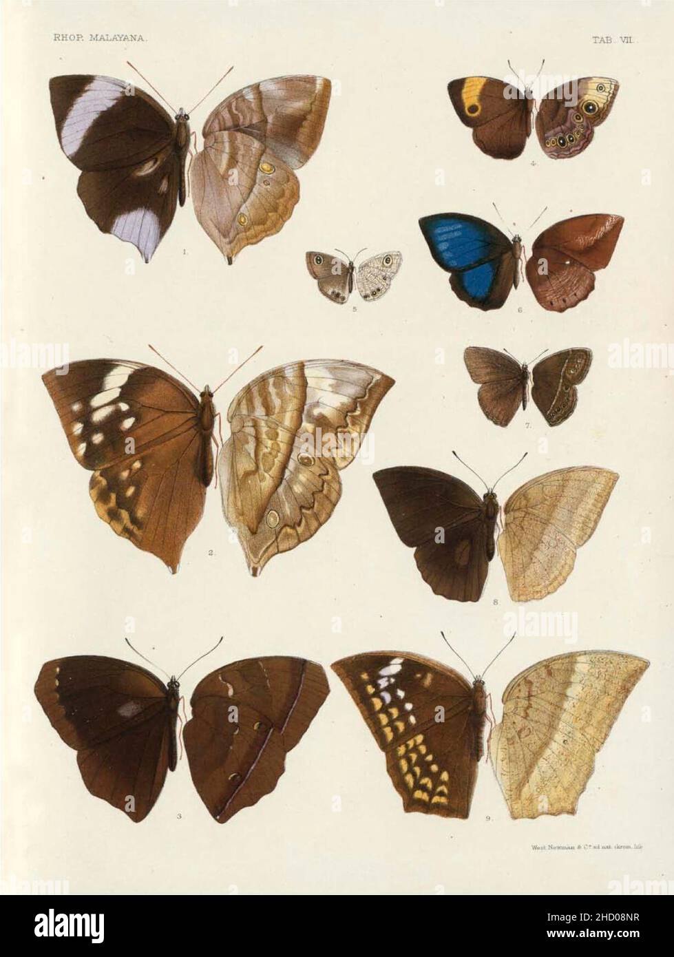 Rhopalocera Malayana -a description of the butterflies of the Malay ...