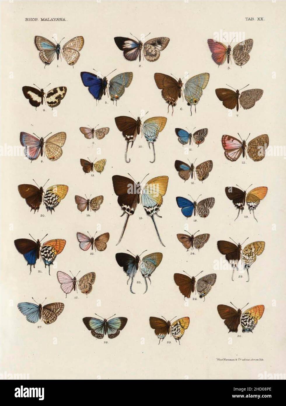 Rhopalocera Malayana -a description of the butterflies of the Malay ...