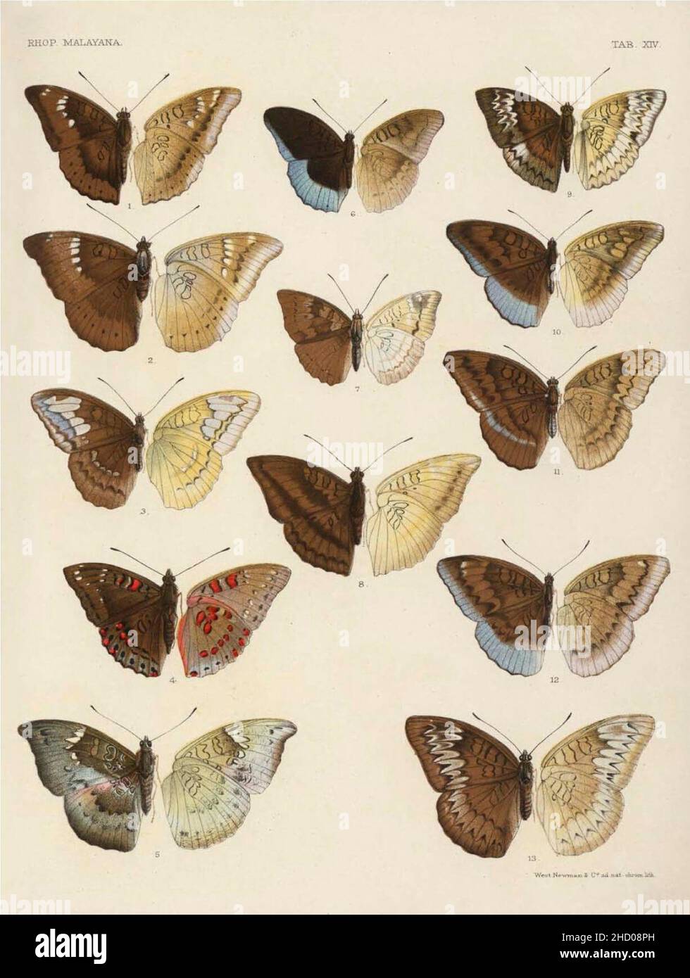 Rhopalocera Malayana -a description of the butterflies of the Malay ...