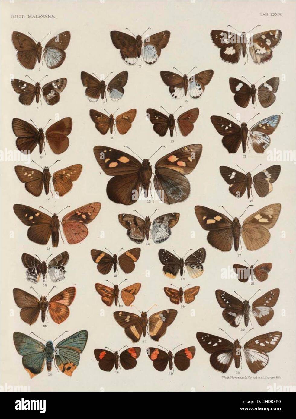 Rhopalocera Malayana -a description of the butterflies of the Malay ...