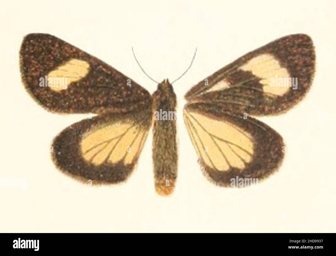 Posticus hi-res stock photography and images - Alamy