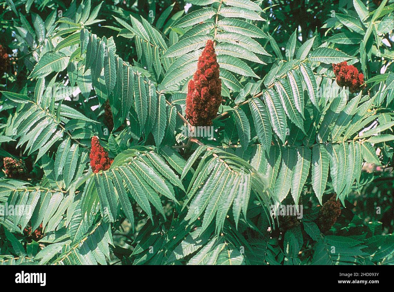 Rhty hi-res stock photography and images - Alamy