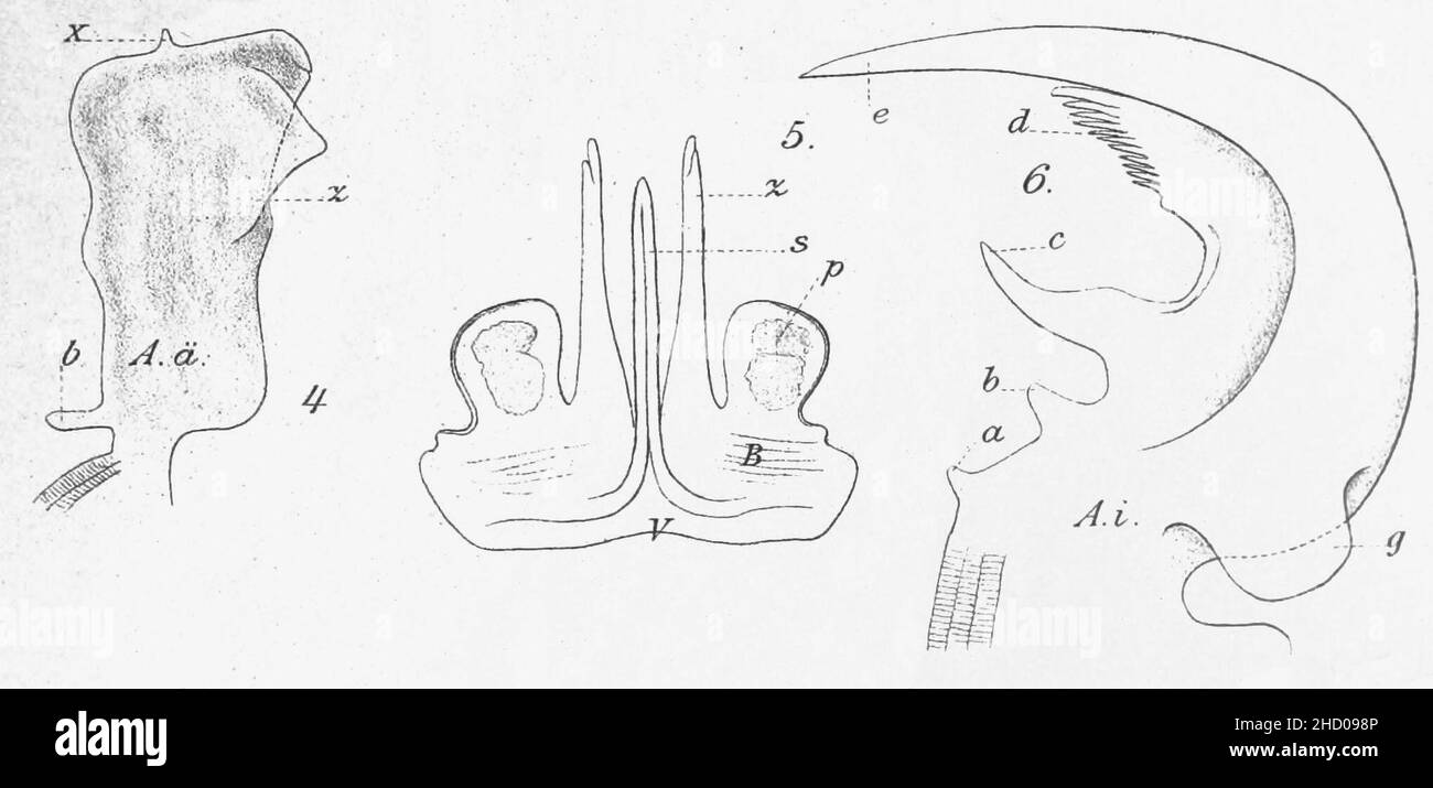 Genitalia Black and White Stock Photos & Images - Alamy