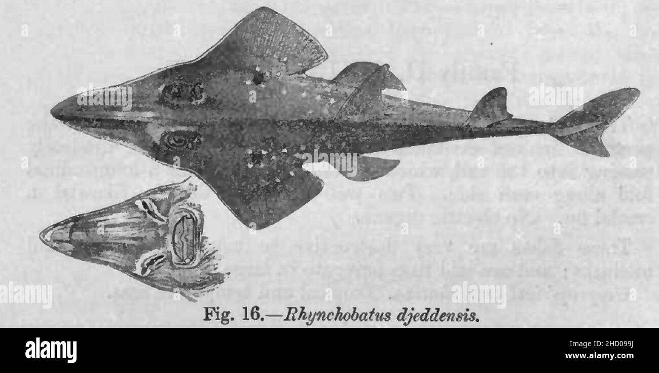 Djiddensis hi-res stock photography and images - Alamy