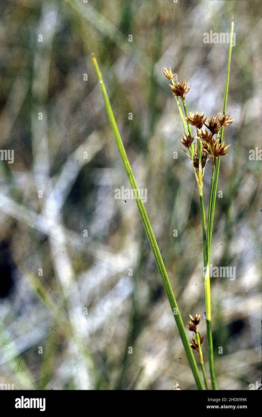 Capitellata hi-res stock photography and images - Alamy