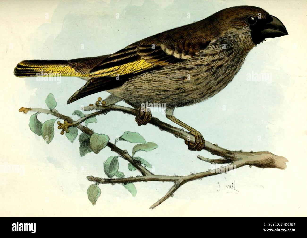 Rhynchostruthus socotranus hi-res stock photography and images - Alamy